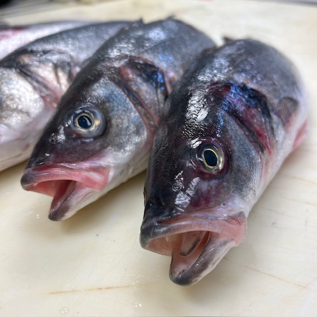 FRESH FISH – Medford Seafood Market