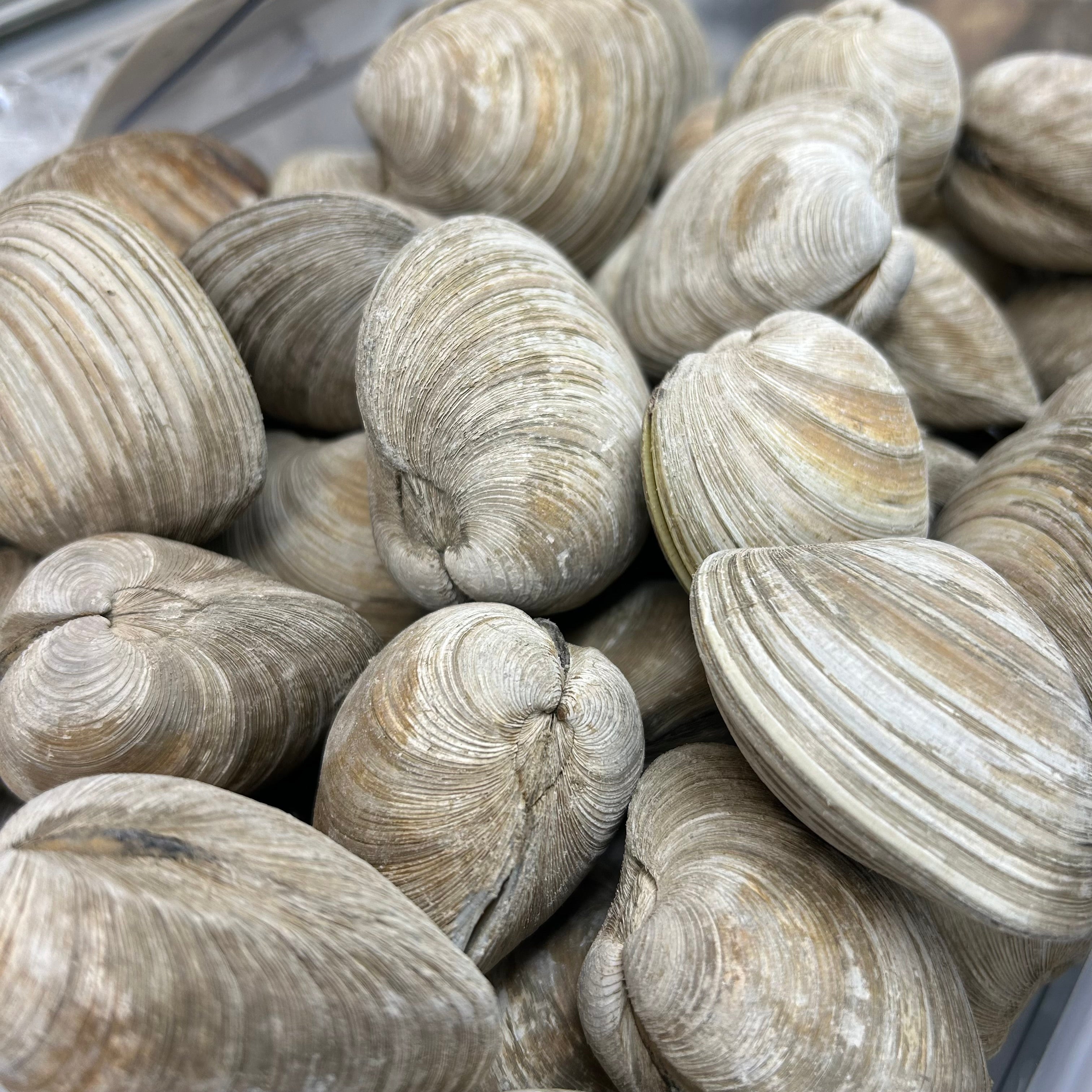 Clams (Topneck) – Medford Seafood Market